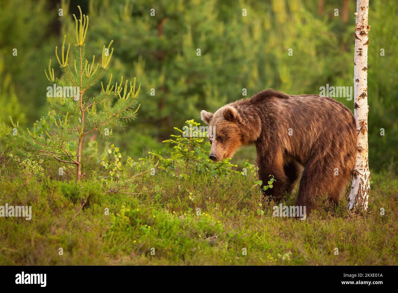 Brown bear scratching its back on a birch tree in summer nature Stock ...