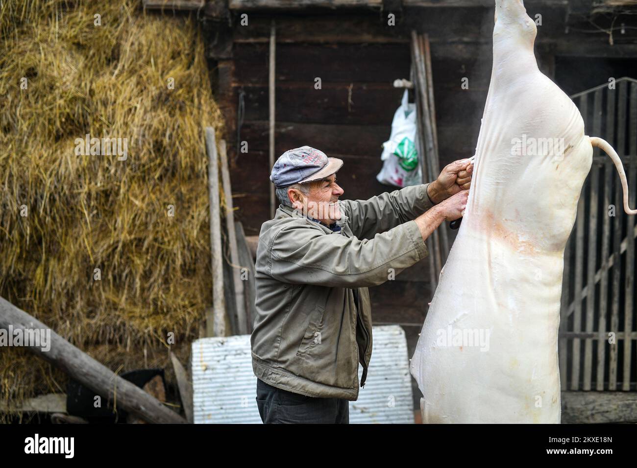 A slaughtered pig is cut to pieces during a traditional pig slaughter ...