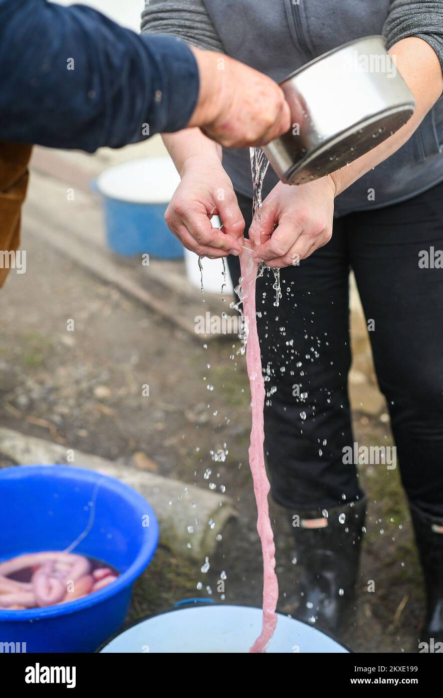Pig intestine hi-res stock photography and images - Alamy
