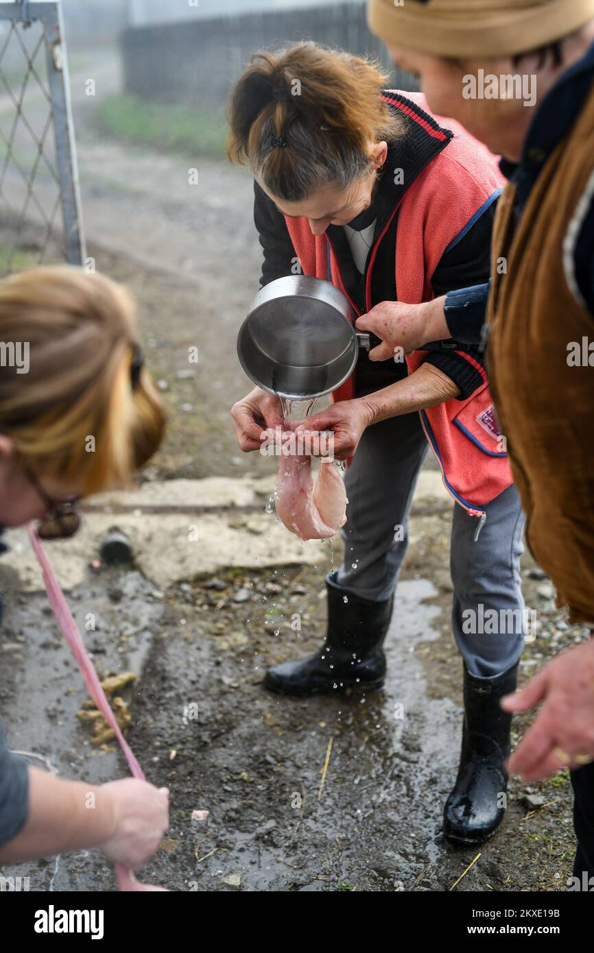 A women cleans a pig intestine of a slaughtered pig during a ...