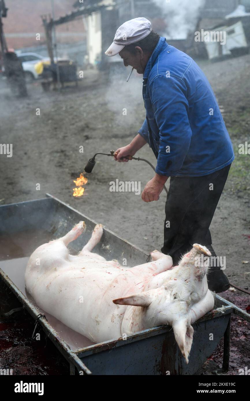 A man burns the skin of a slaughtered pig during a traditional pig ...