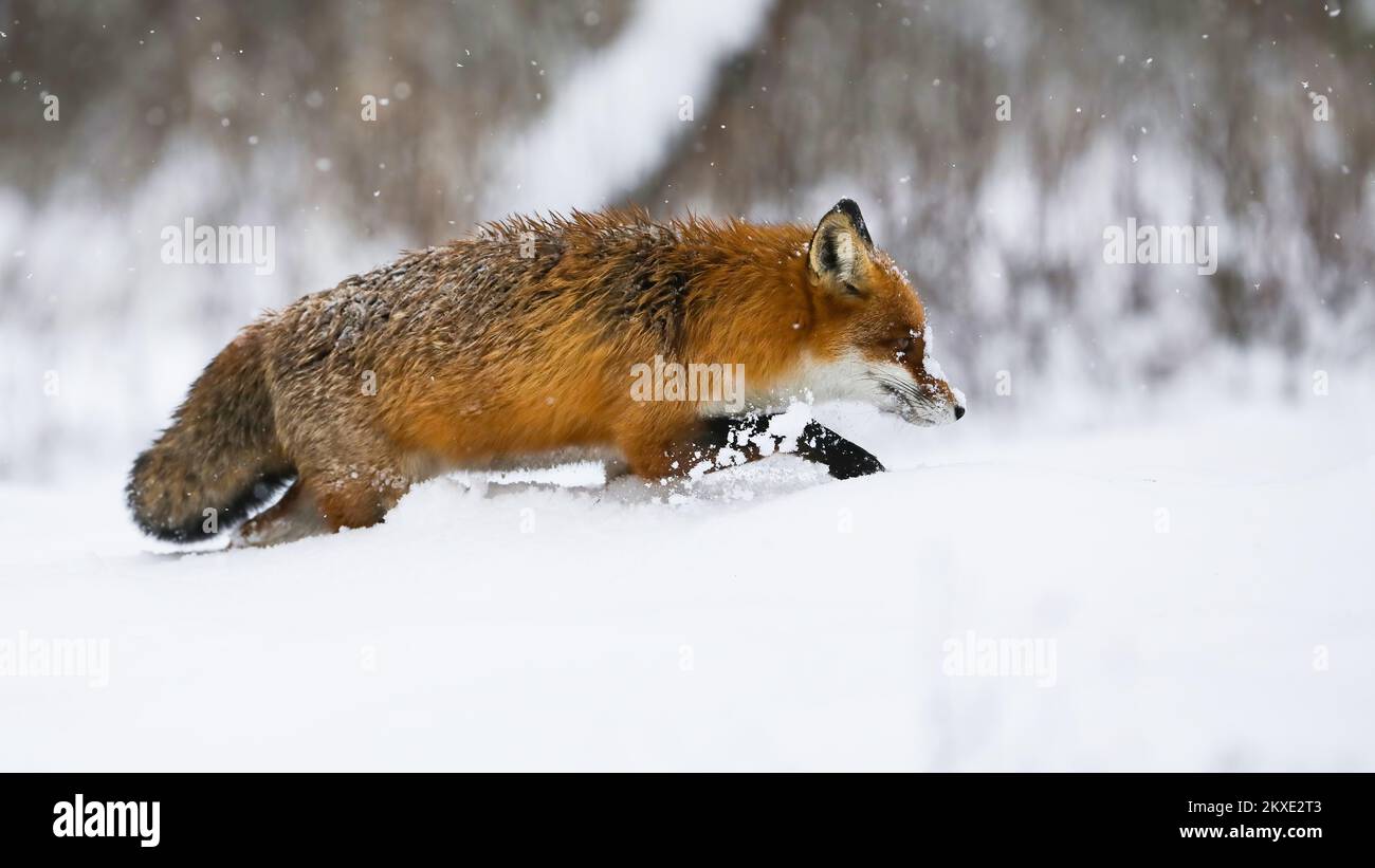 Red fox wading in deep snow in winter during snowing Stock Photo - Alamy