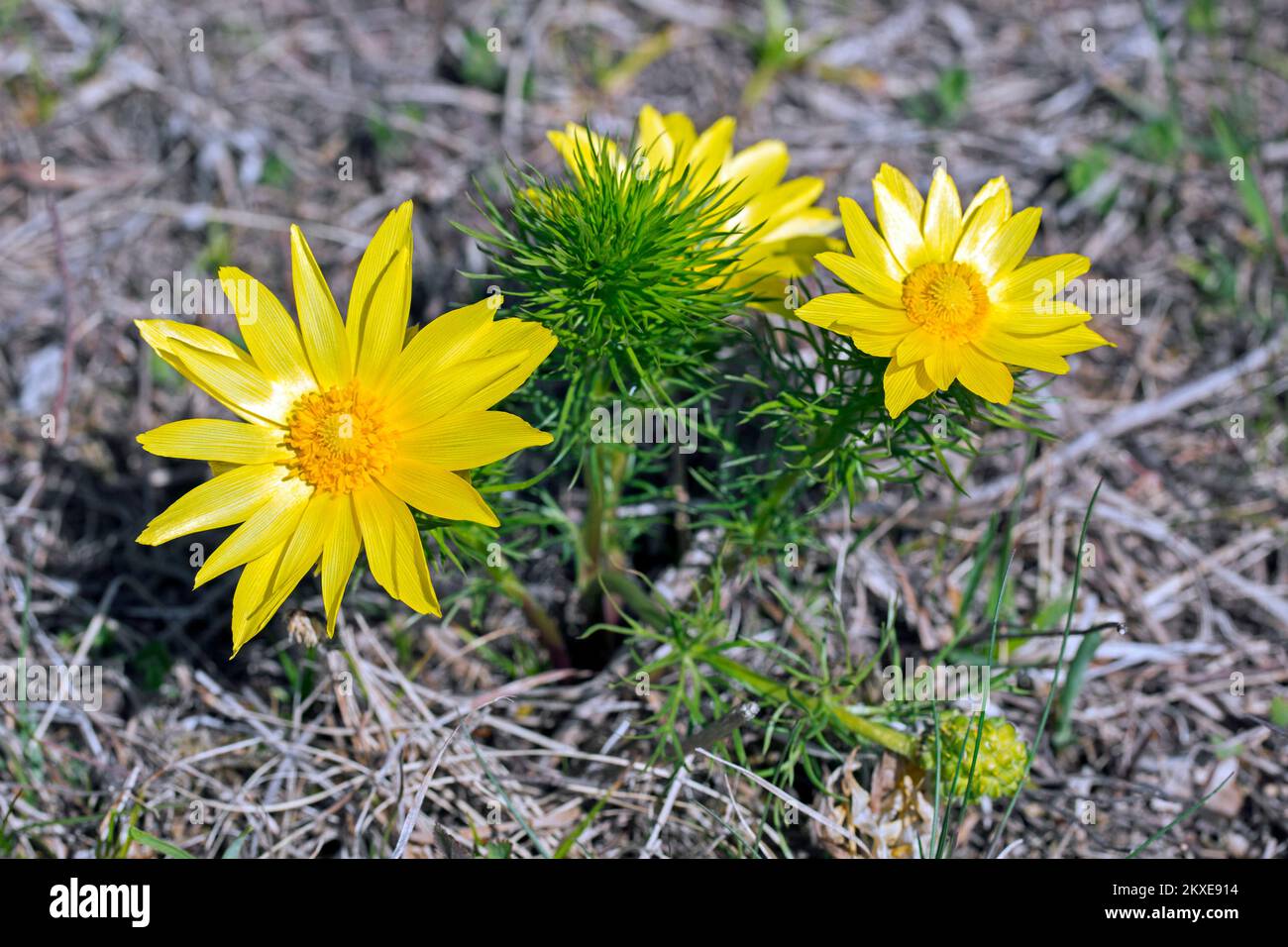 Adonis flowers hi-res stock photography and images - Alamy