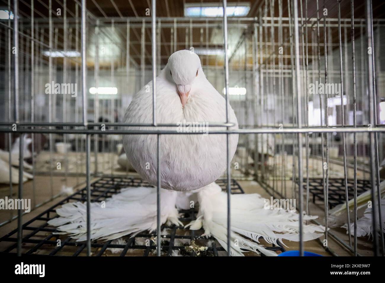 19.01.2020., Zagreb, Croatia - Exhibition of small animals held in DVD ...