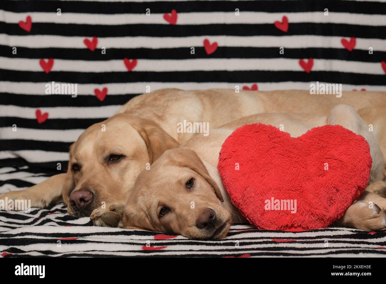 13.02.2020., Zagreb, Croatia - Labrador dogs on the Valentines day ...