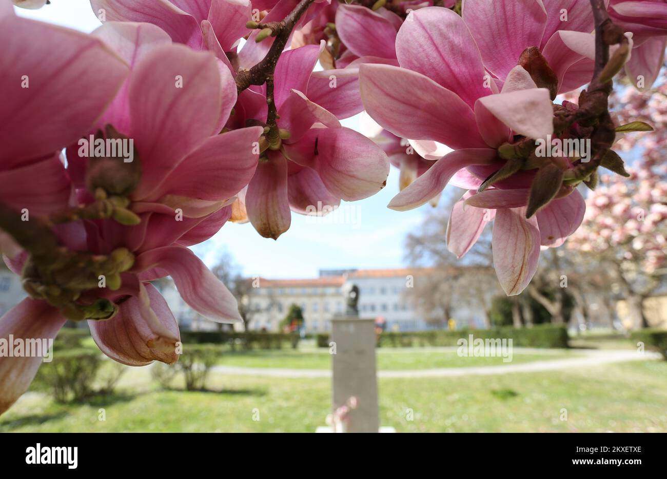 17.03.2020., Karlovac, Croatia - Forsythia and Magnolia blooming in ...