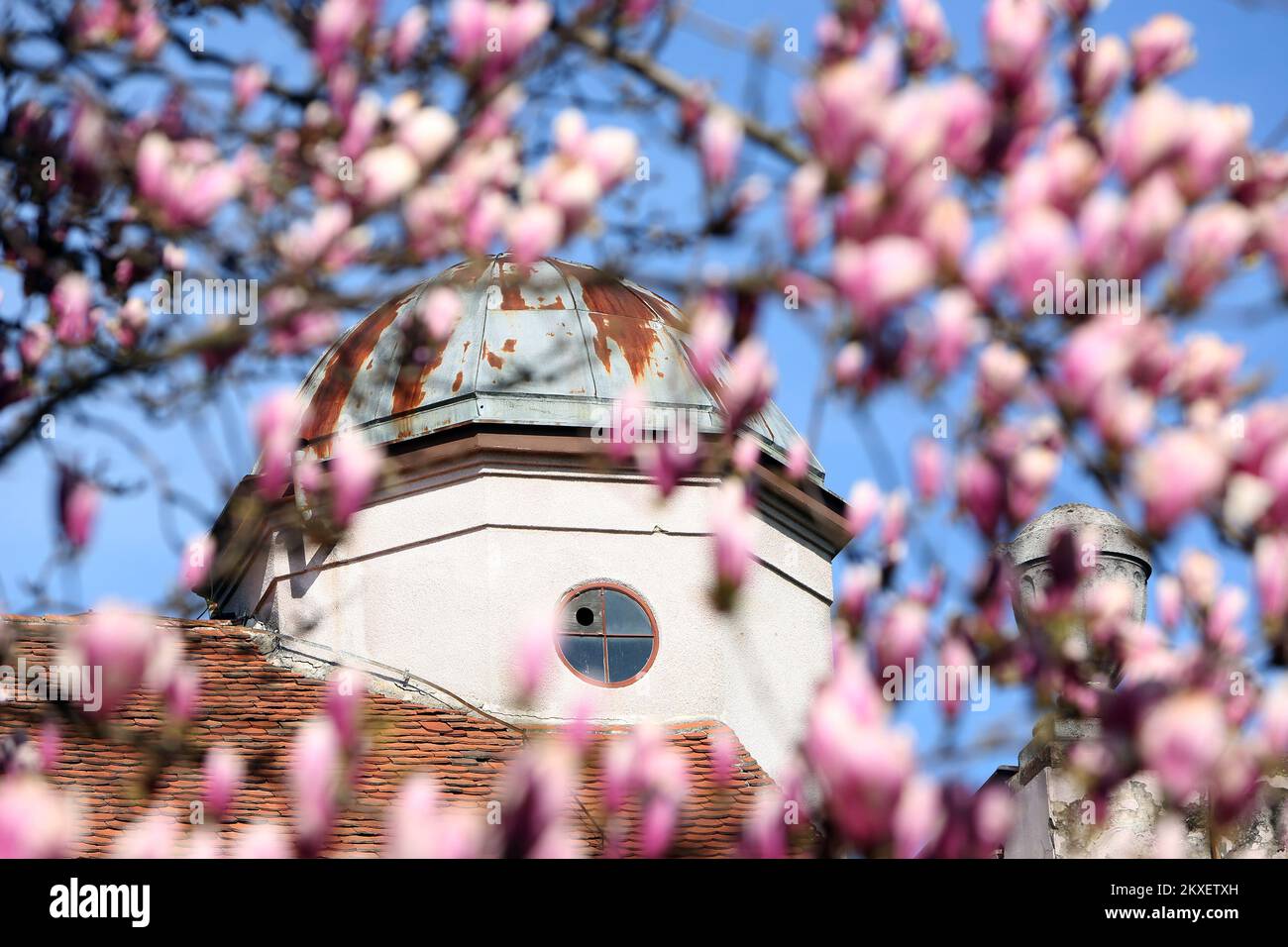 17.03.2020., Karlovac, Croatia - Forsythia and Magnolia blooming in ...