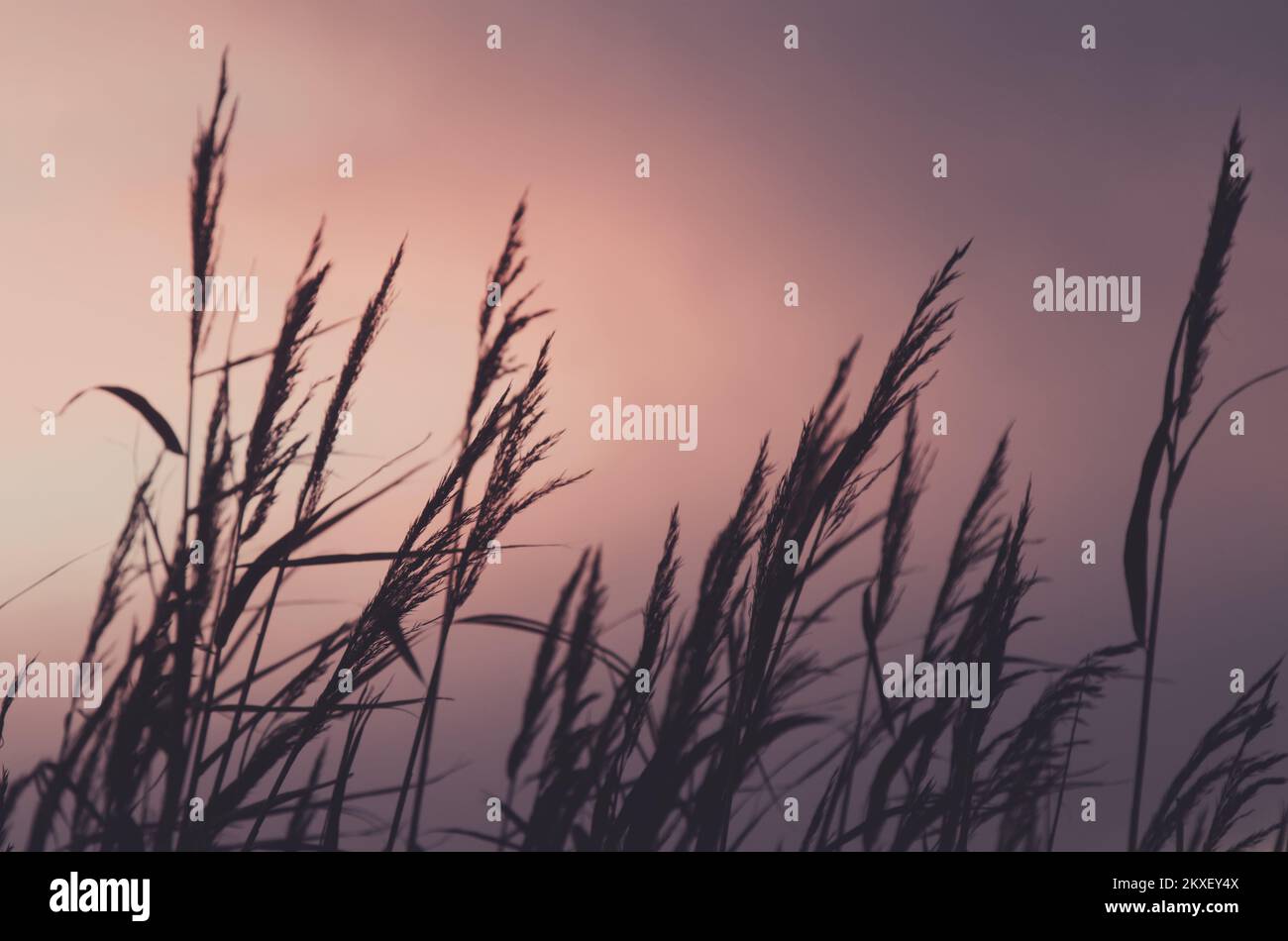 Wind in the reeds hi-res stock photography and images - Alamy