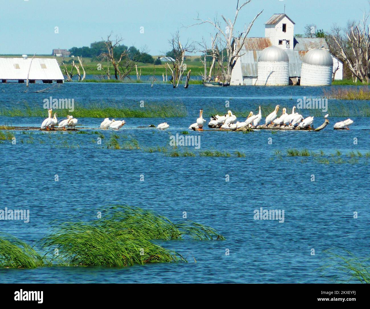 Flooding - Waubay, S. D. , July 12, 2011 A raft of pelicans preening ...