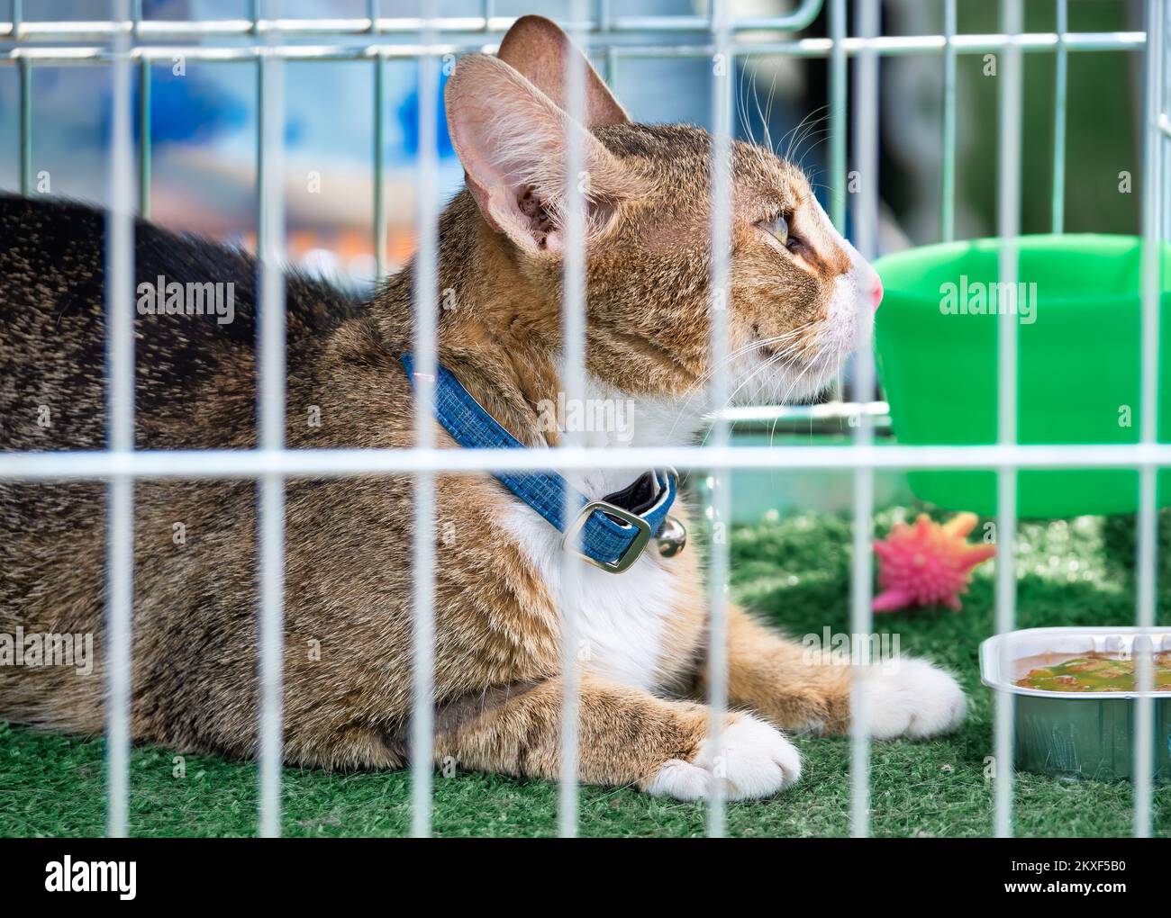 Small lovely cat kitten in a cage behind the fence Stock Photo - Alamy