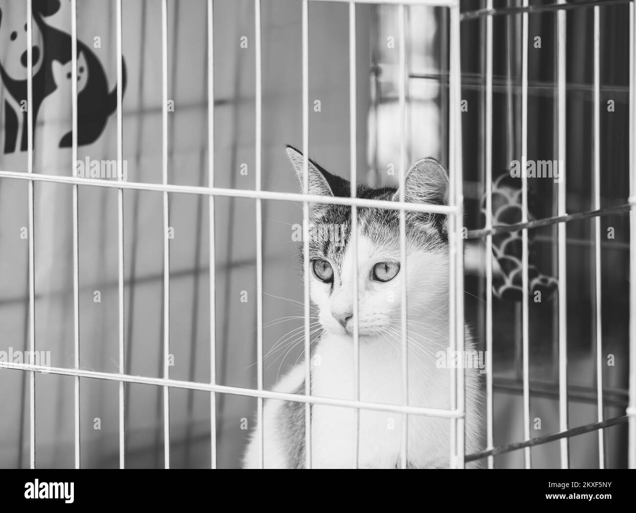 Siam cat white background Black and White Stock Photos & Images - Alamy