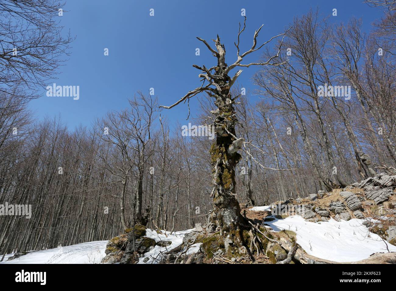 03.04.2020., Rijeka, Croatia - Snjeznik Mountain in Risnjak National ...