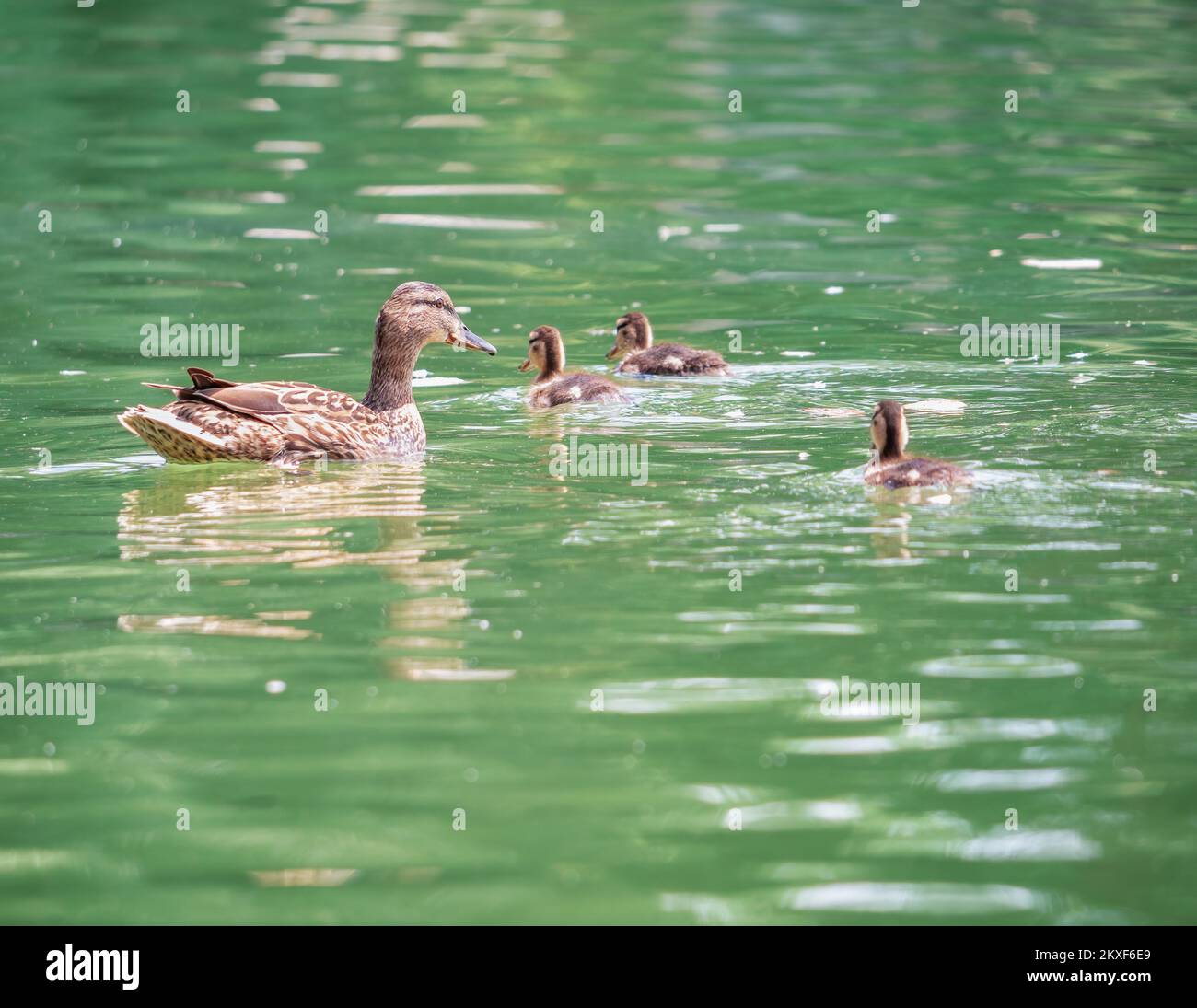 Mama duck with ducklings swimming on the water of a lake in Bucharest ...