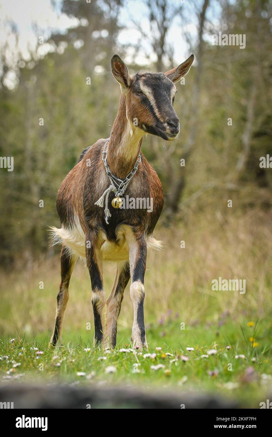 Dalmatian goats hi-res stock photography and images - Alamy