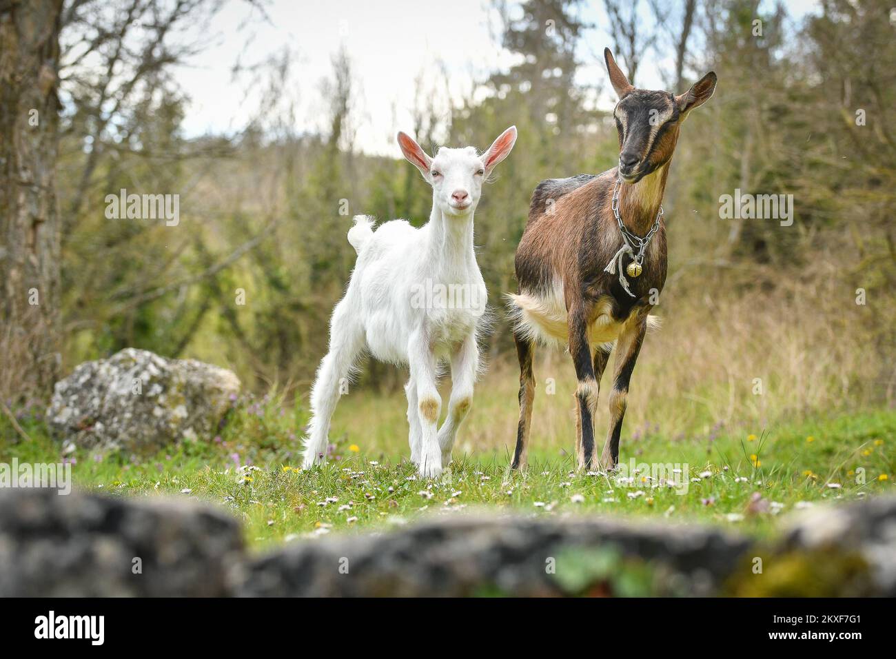 05.04.2020., Sinj, Croatia - Grazing goats in the Dalmatian hinterland ...
