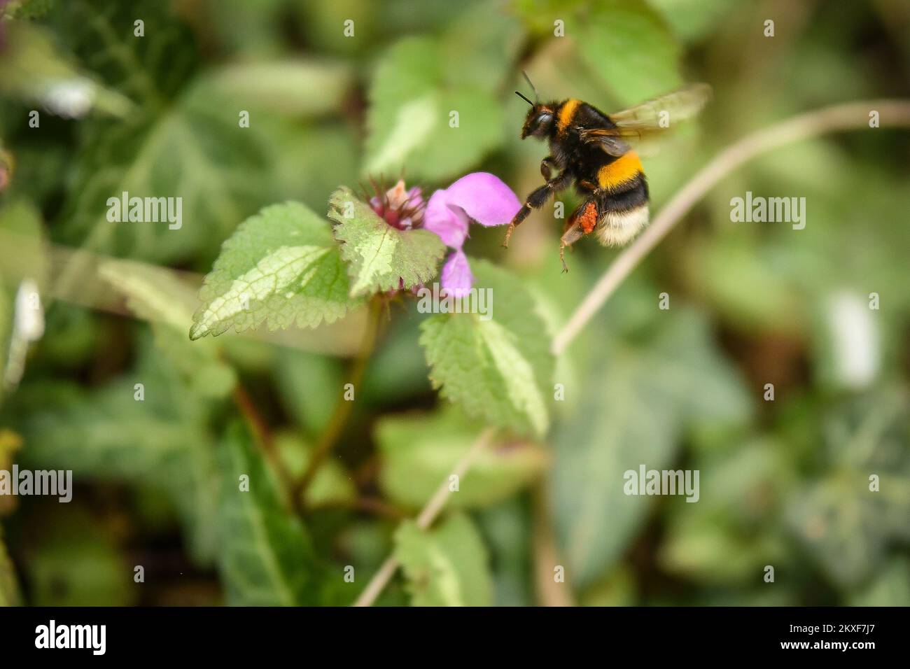 05.04.2020., Sinj, Croatia - In the blossoming meadows of the Dalmatian ...