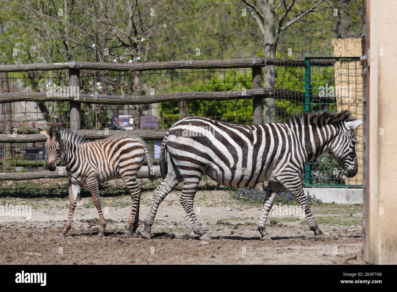 06.04.2020., Zagreb, Croatia - A family of zebras living in Zagreb Zoo ...