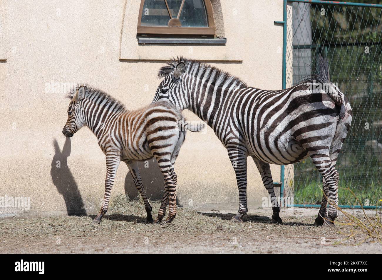 06.04.2020., Zagreb, Croatia - A family of zebras living in Zagreb Zoo ...