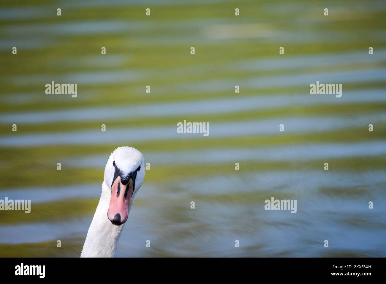 08.04.2020., Zagreb, Croatia - Photo taken on April 8, 2020 shows swan ...