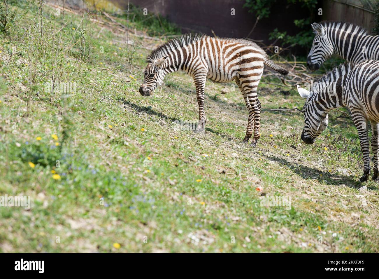 10.04.2020., Zagreb, Croatia - A family of zebras living in Zagreb Zoo ...