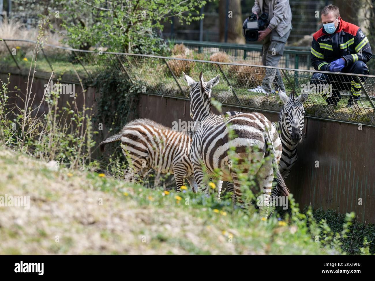 10.04.2020., Zagreb, Croatia - A family of zebras living in Zagreb Zoo ...