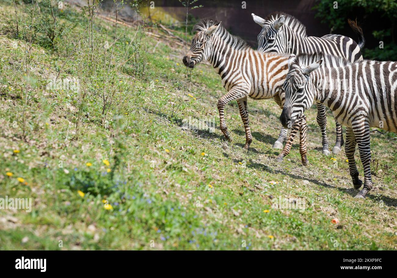 10.04.2020., Zagreb, Croatia - A family of zebras living in Zagreb Zoo ...
