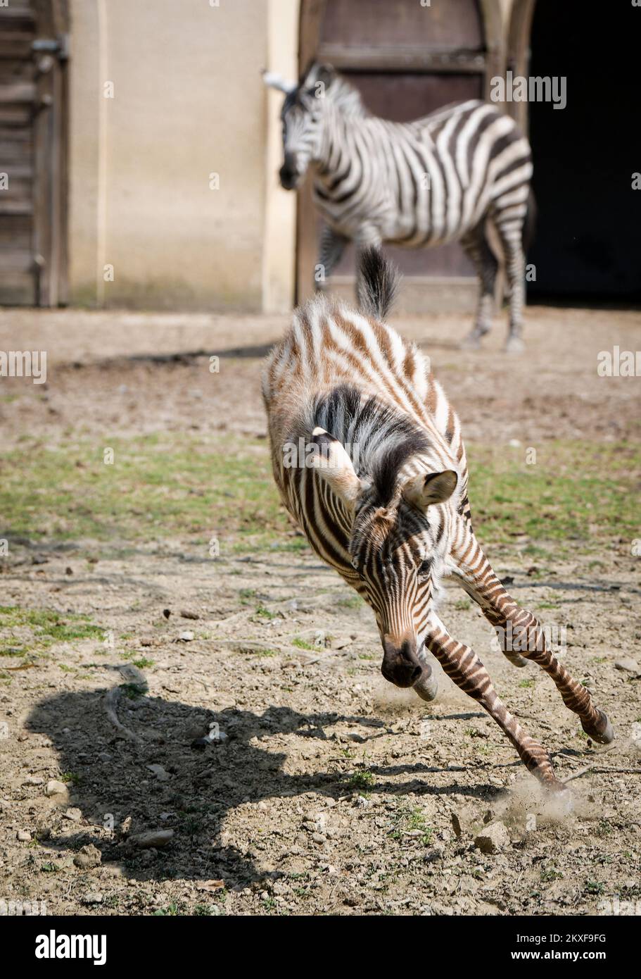 10.04.2020., Zagreb, Croatia - A family of zebras living in Zagreb Zoo ...