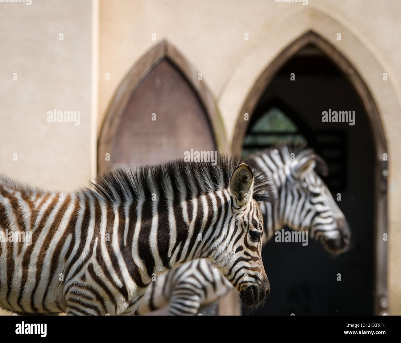 10.04.2020., Zagreb, Croatia - A family of zebras living in Zagreb Zoo ...