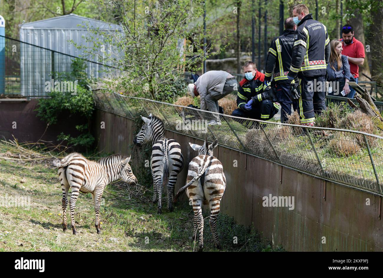 10.04.2020., Zagreb, Croatia - A family of zebras living in Zagreb Zoo ...