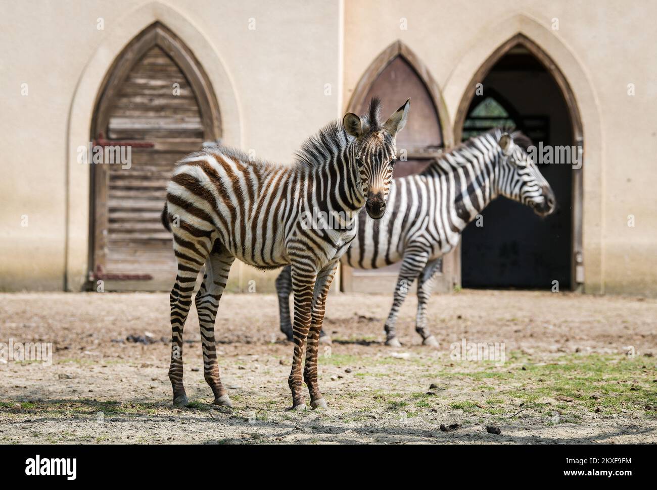 10.04.2020., Zagreb, Croatia - A family of zebras living in Zagreb Zoo ...
