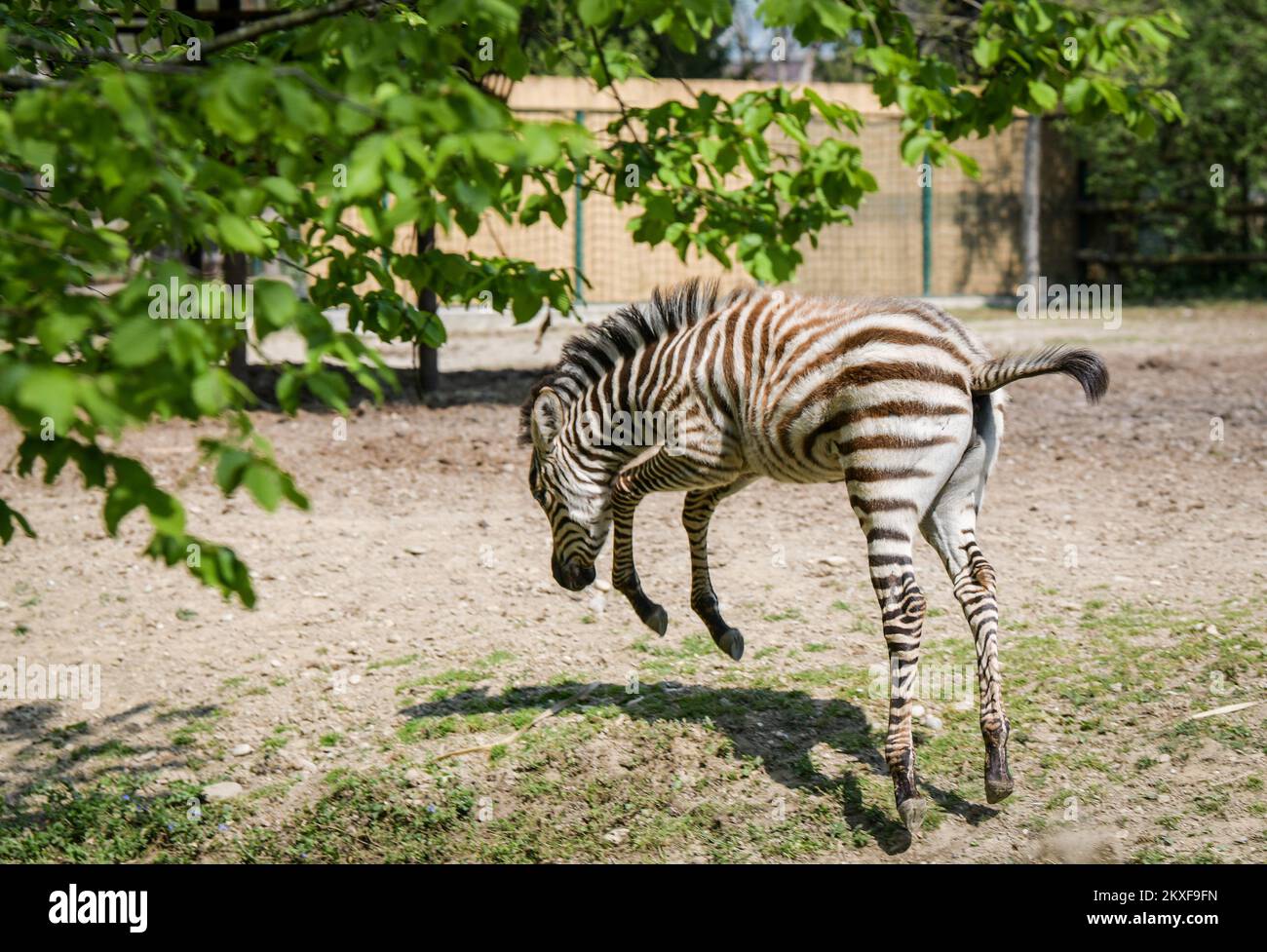 10.04.2020., Zagreb, Croatia - A family of zebras living in Zagreb Zoo ...