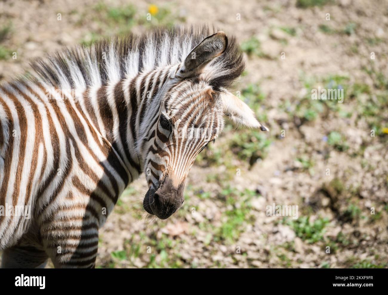 10.04.2020., Zagreb, Croatia - A family of zebras living in Zagreb Zoo ...