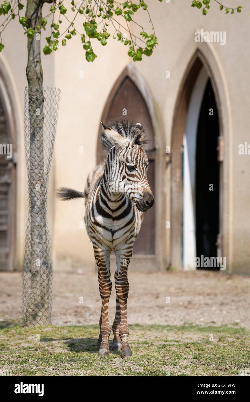 10.04.2020., Zagreb, Croatia - A family of zebras living in Zagreb Zoo ...