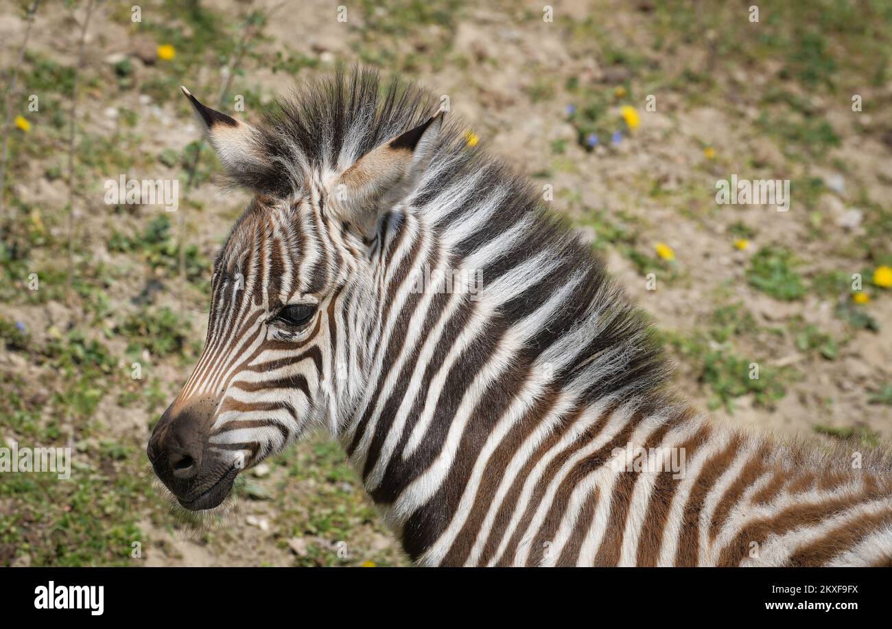 10.04.2020., Zagreb, Croatia - A family of zebras living in Zagreb Zoo ...