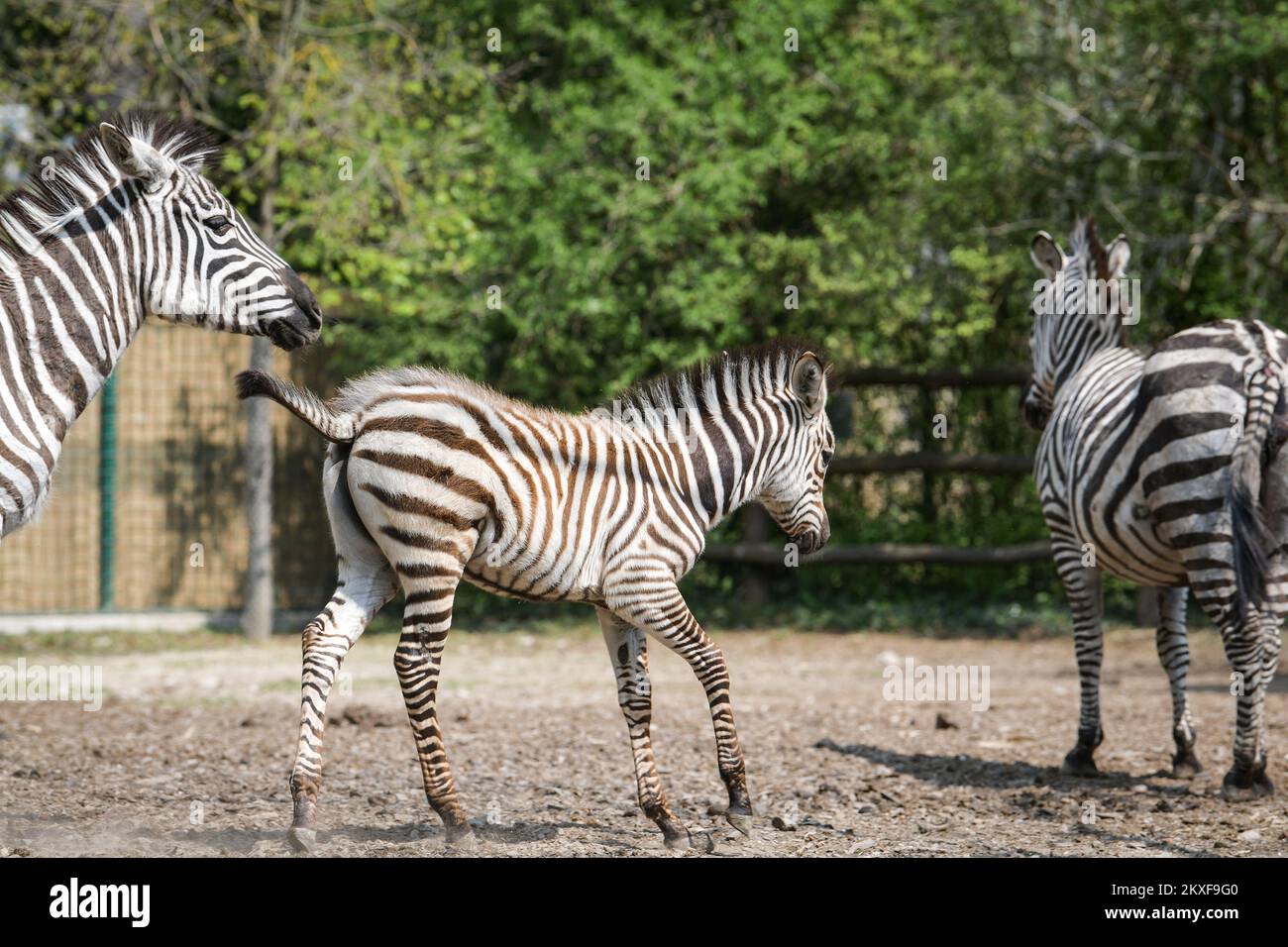 10.04.2020., Zagreb, Croatia - A family of zebras living in Zagreb Zoo ...