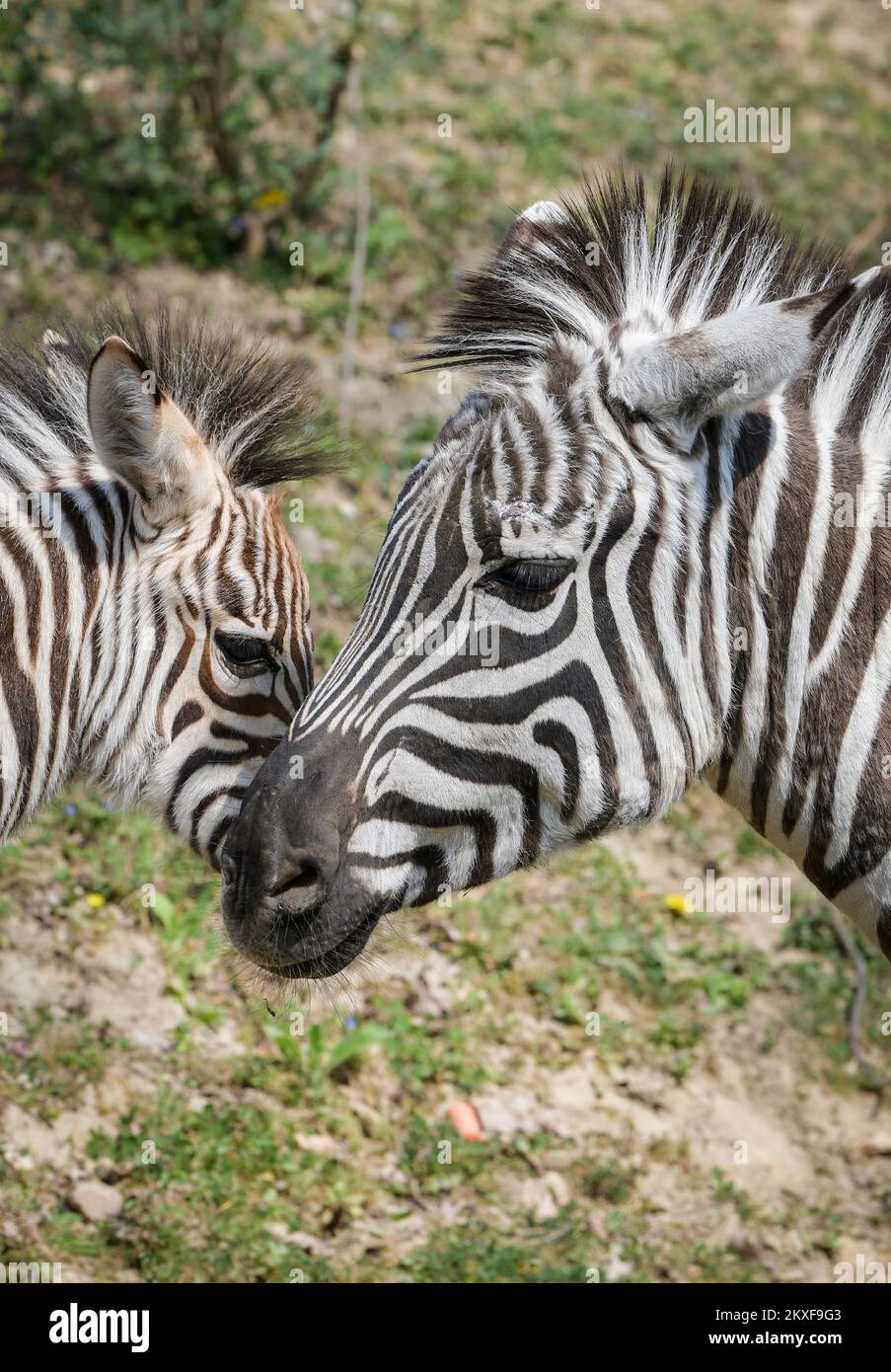 10.04.2020., Zagreb, Croatia - A family of zebras living in Zagreb Zoo ...