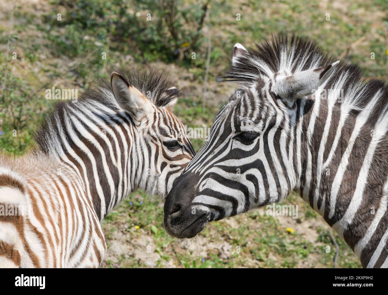 10.04.2020., Zagreb, Croatia - A family of zebras living in Zagreb Zoo ...