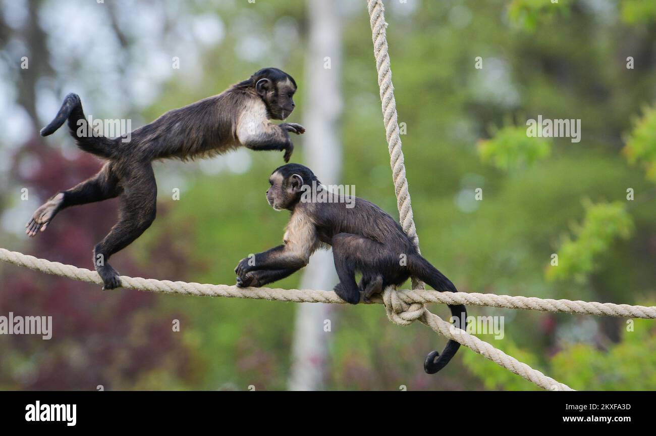 10.04.2020., Zagreb, Croatia - Tufted capuchin in Zagreb ZOO. Photo ...
