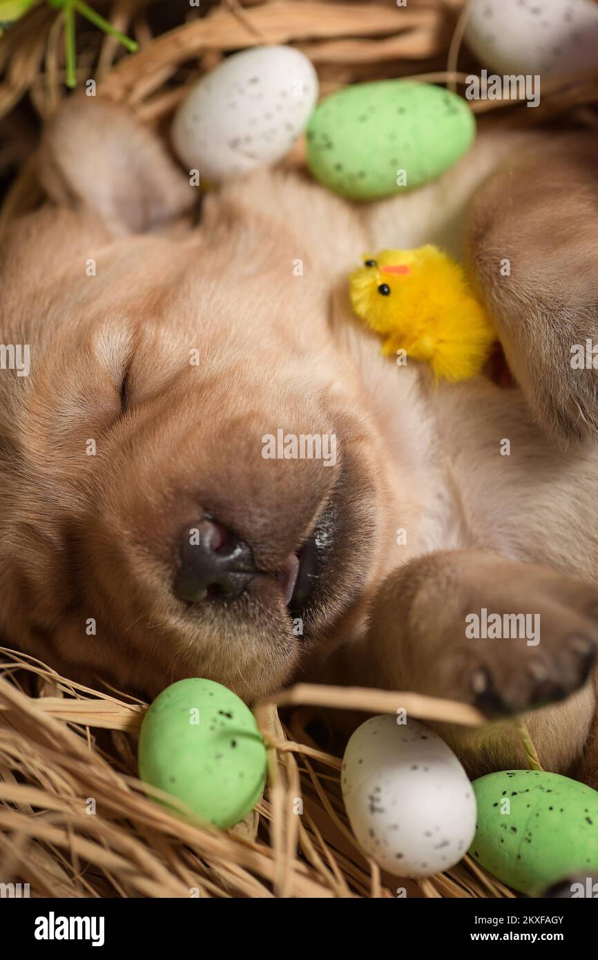 11.04.2020., Zagreb, Croatia - Puppies of litter H from the Silver ...