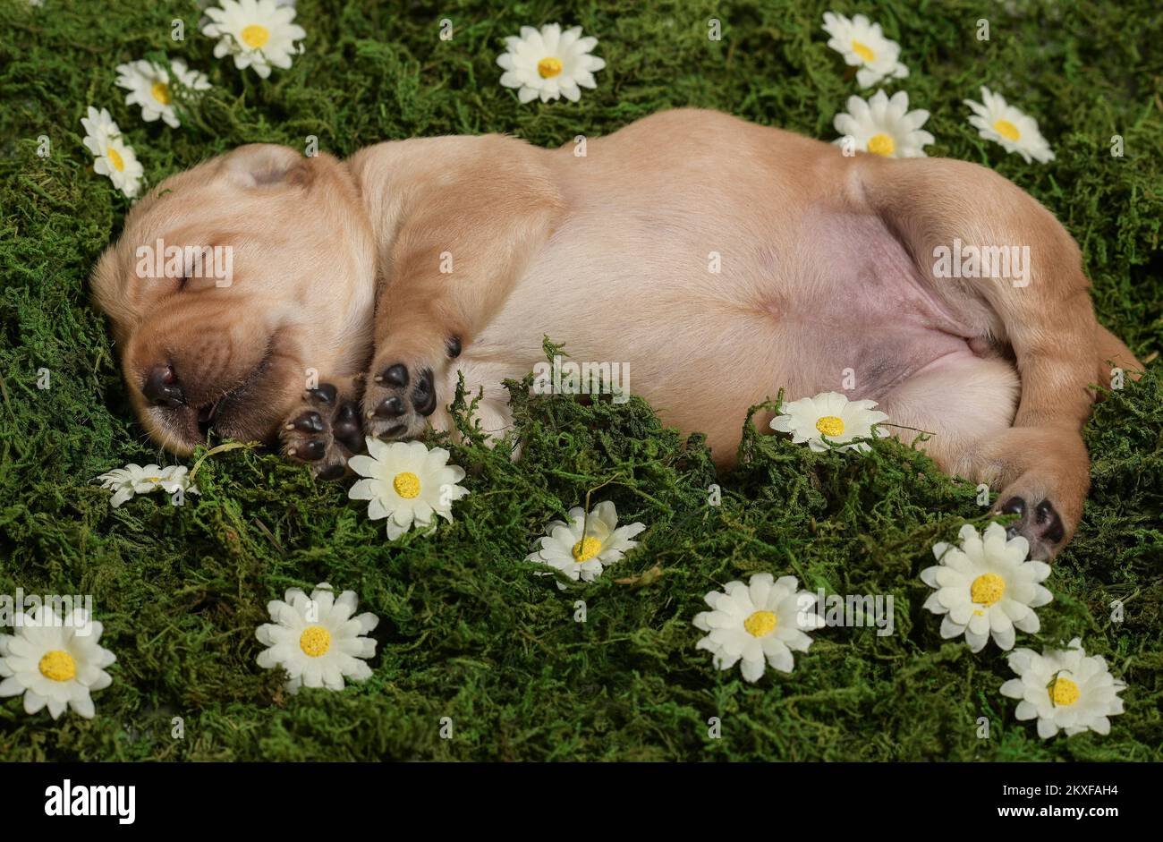 11.04.2020., Zagreb, Croatia - Puppies of litter H from the Silver ...
