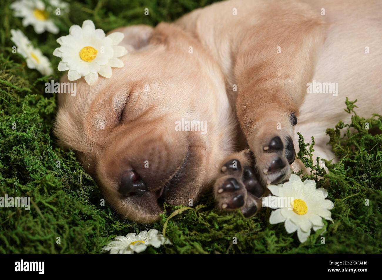 11.04.2020., Zagreb, Croatia - Puppies of litter H from the Silver ...