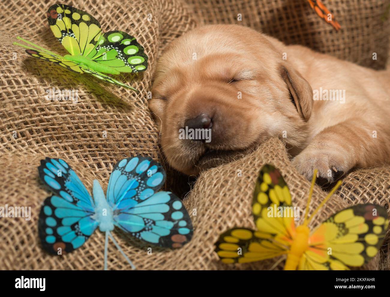 11.04.2020., Zagreb, Croatia - Puppies of litter H from the Silver ...