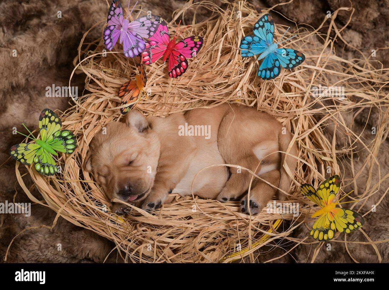 11.04.2020., Zagreb, Croatia - Puppies of litter H from the Silver ...