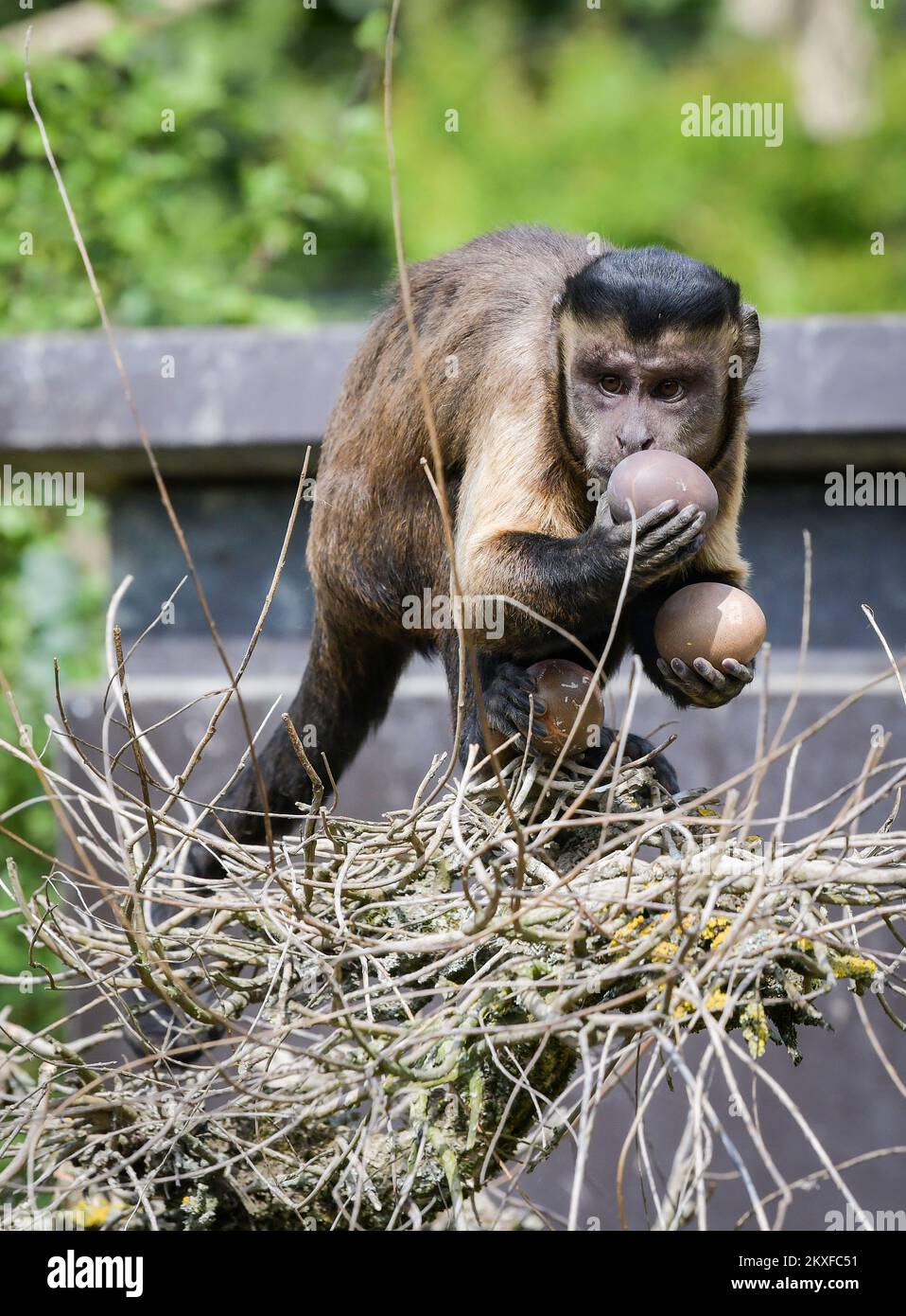 Zooloski vrt hi-res stock photography and images - Alamy