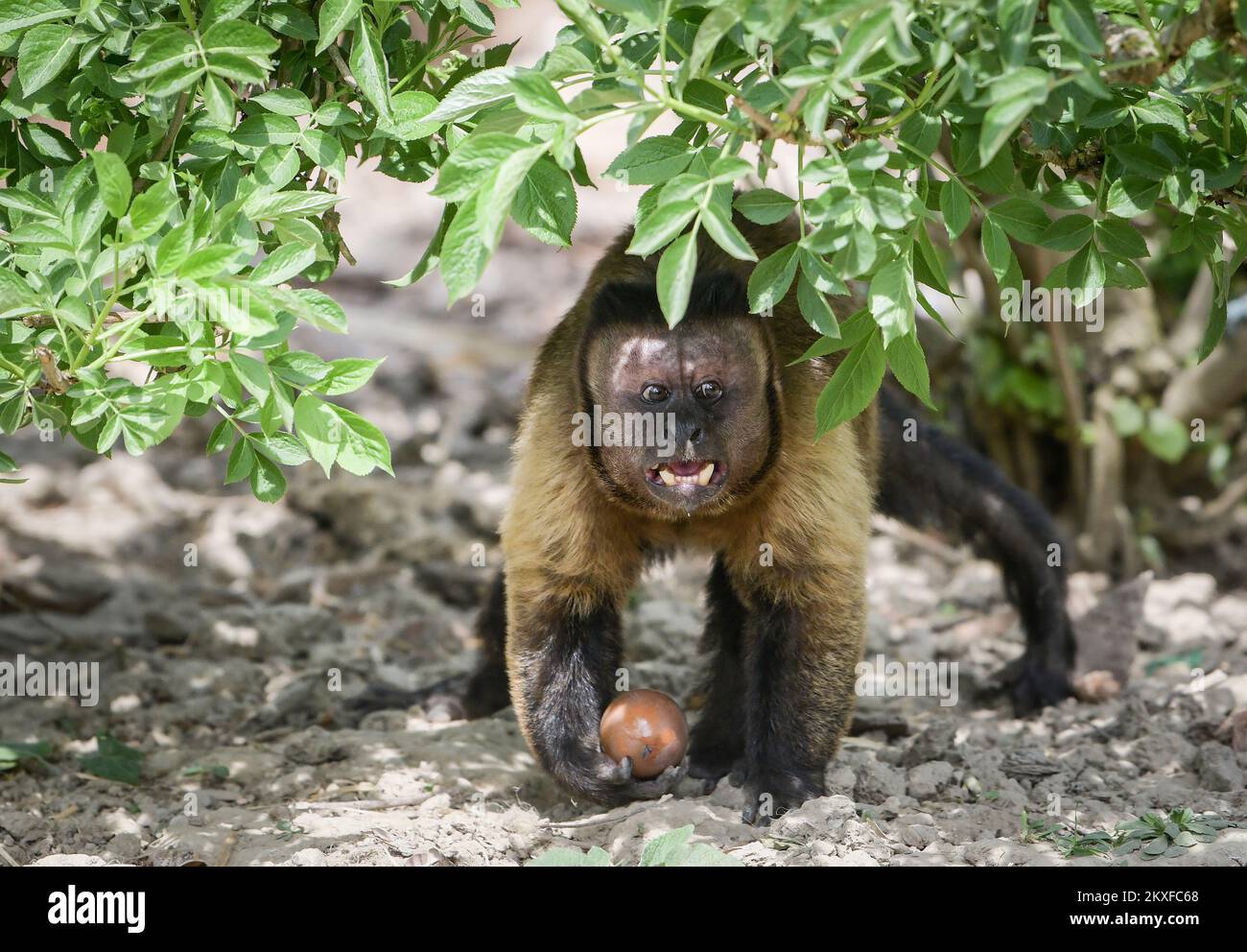 Zooloski vrt hi-res stock photography and images - Alamy