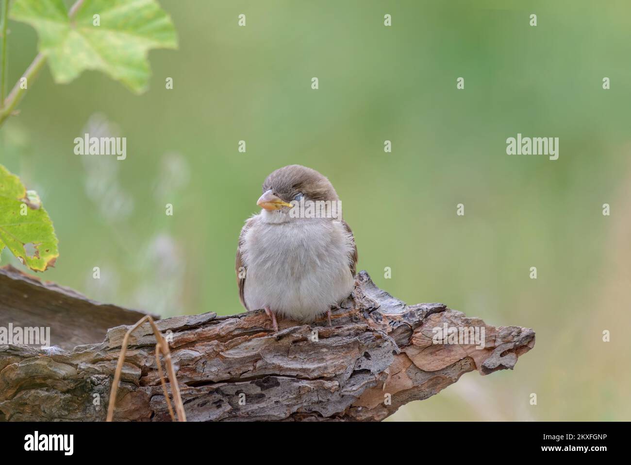 House sparrow fledgling sleeping on pine tree bark isolated on smooth ...