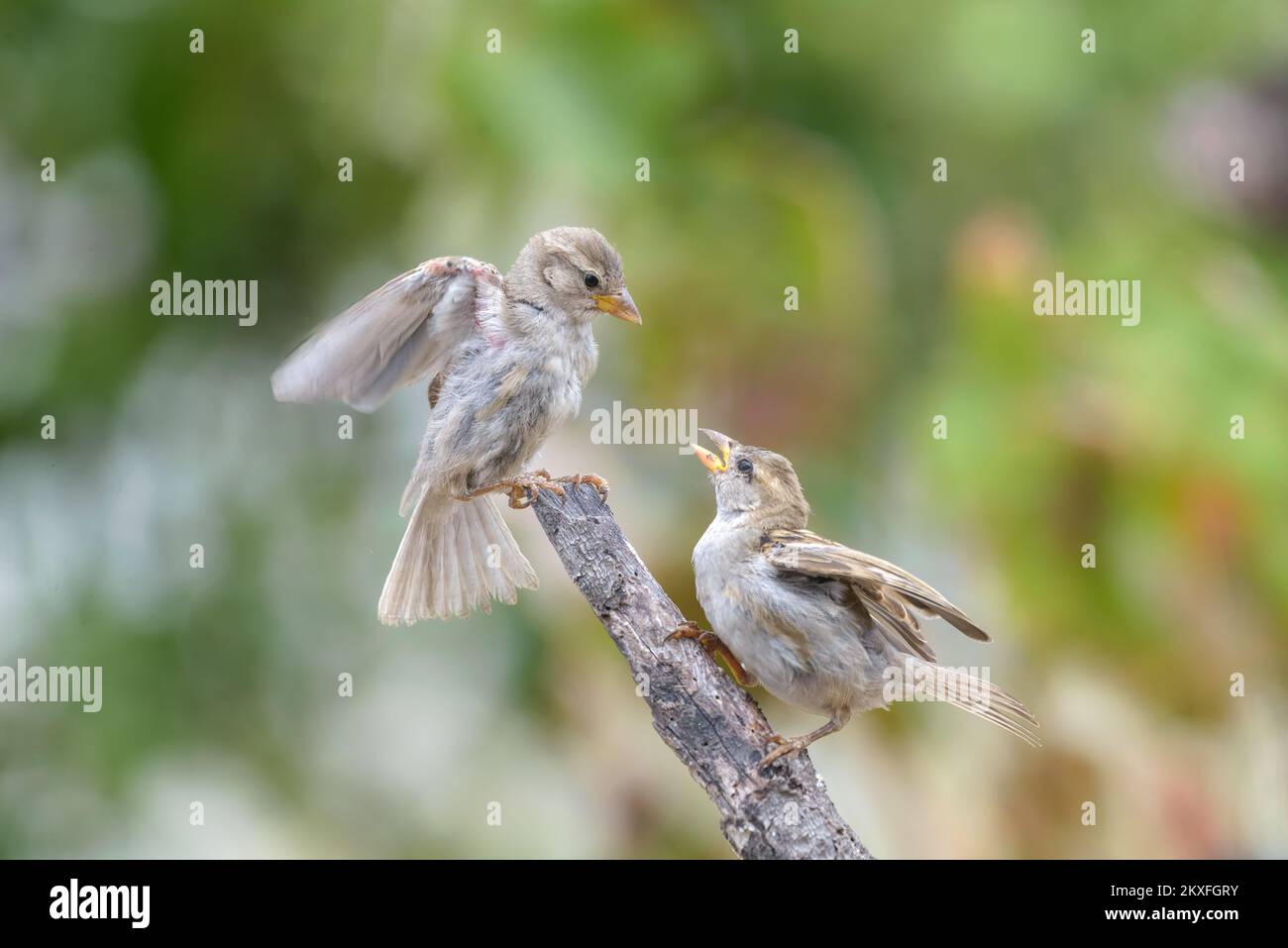Two young sparrows (Passer domesticus) fighting on a tree branch ...