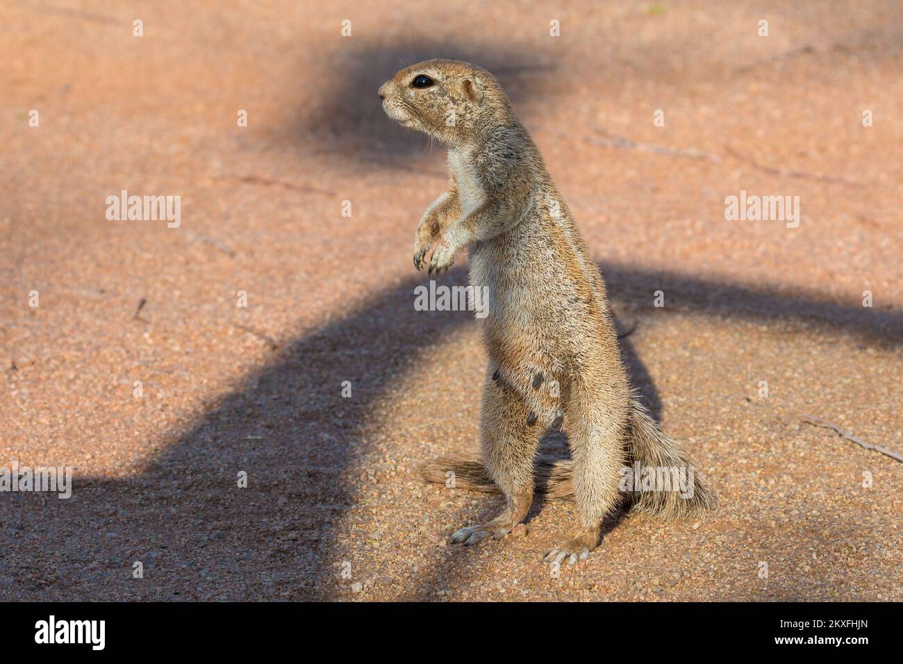 Cape ground squirrel or South African ground squirrel on the namibian savannah. Solitaire ...