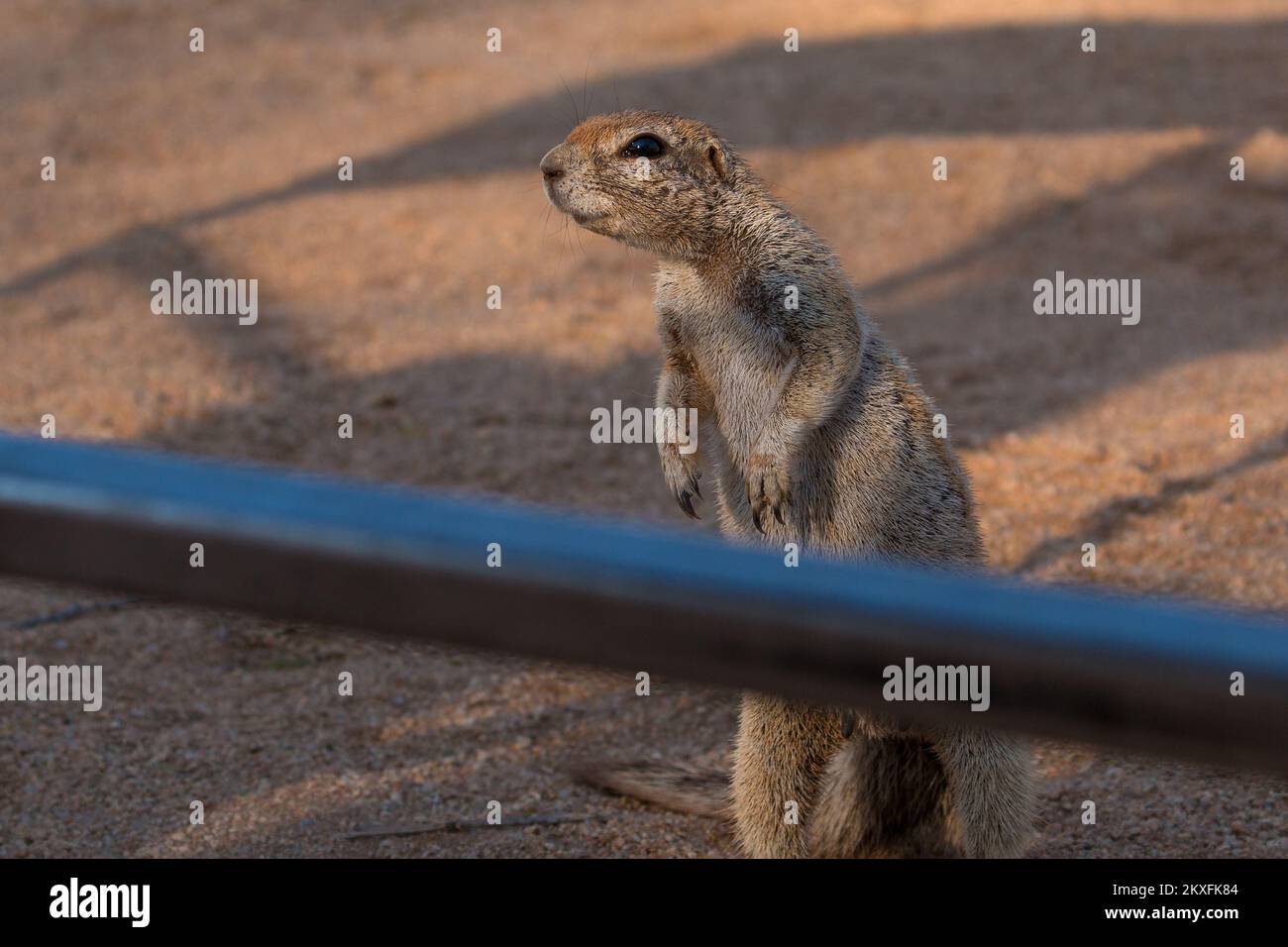 Cape ground squirrel or South African ground squirrel on the namibian savannah. Solitaire ...