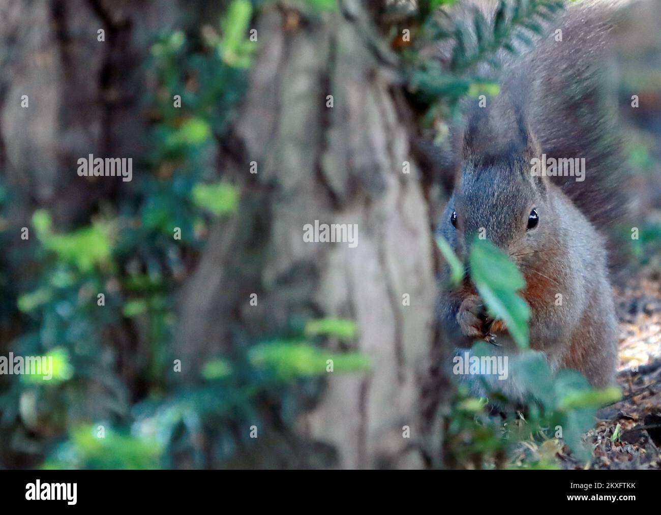13.05.2020., Croatia, Zagreb - Smile for good morning. In the meadow on ...